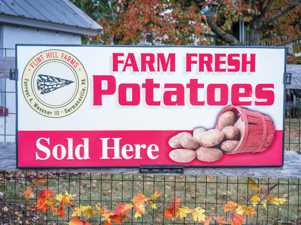 Lehigh for the Gold, Our Potato Ambassador - Edible Lehigh Valley